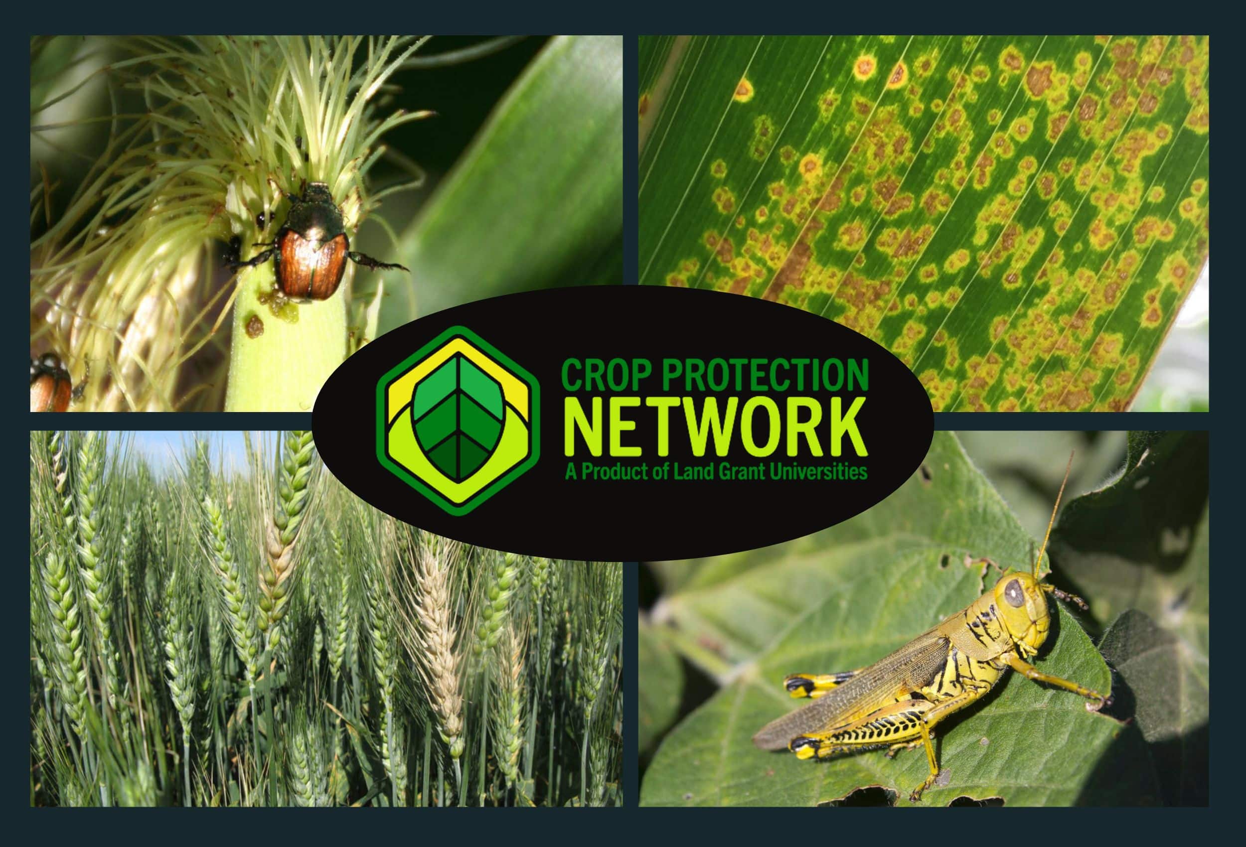 Meet the Crop Protection Network (CPN)! - Getting Rid Of Weeds