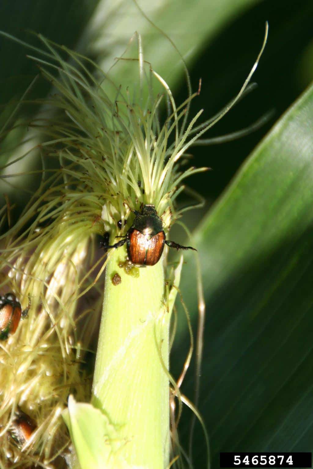 Meet the Crop Protection Network (CPN)! - Getting Rid Of Weeds