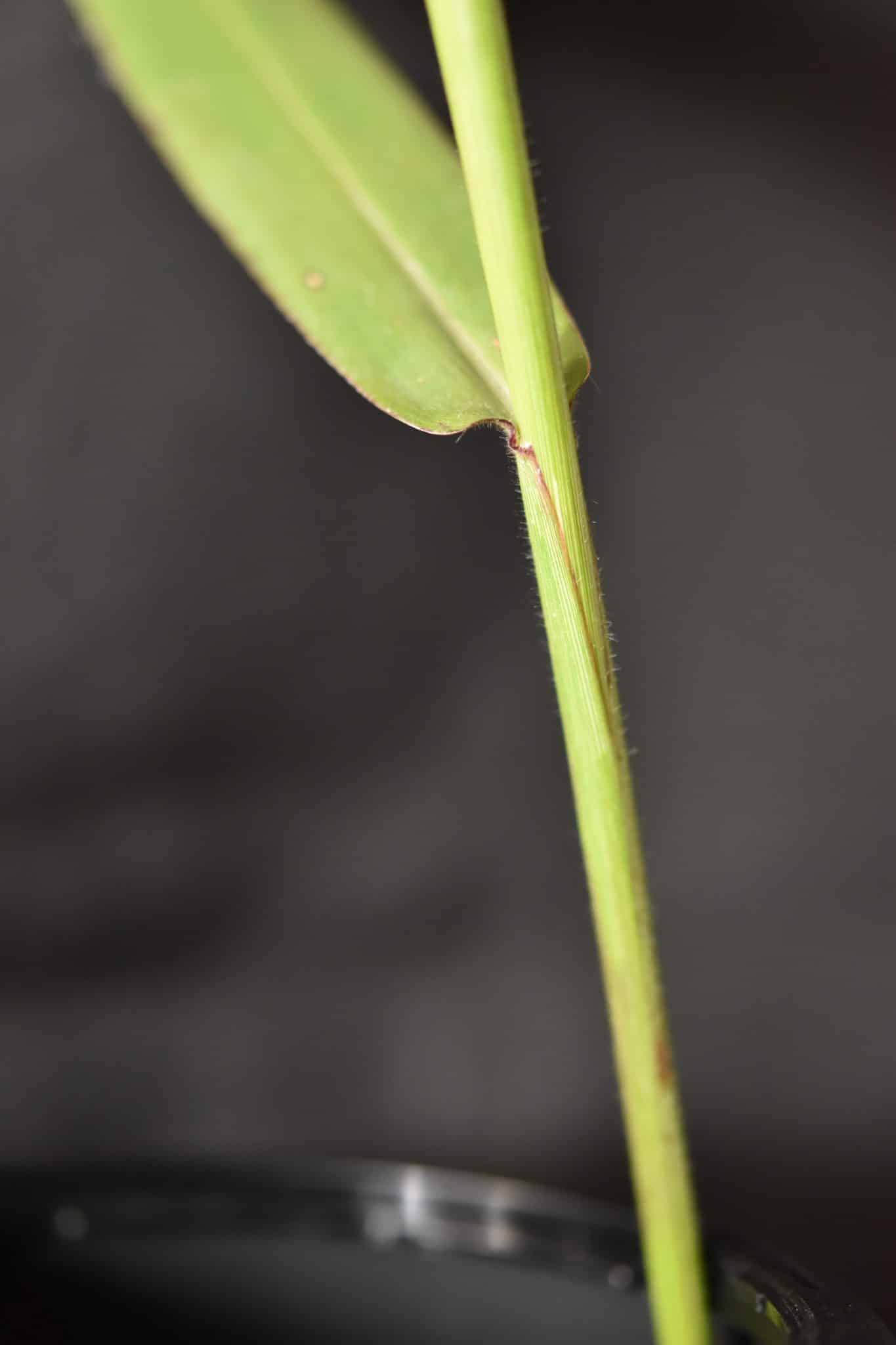 Broadleaf Signalgrass - Getting Rid Of Weeds