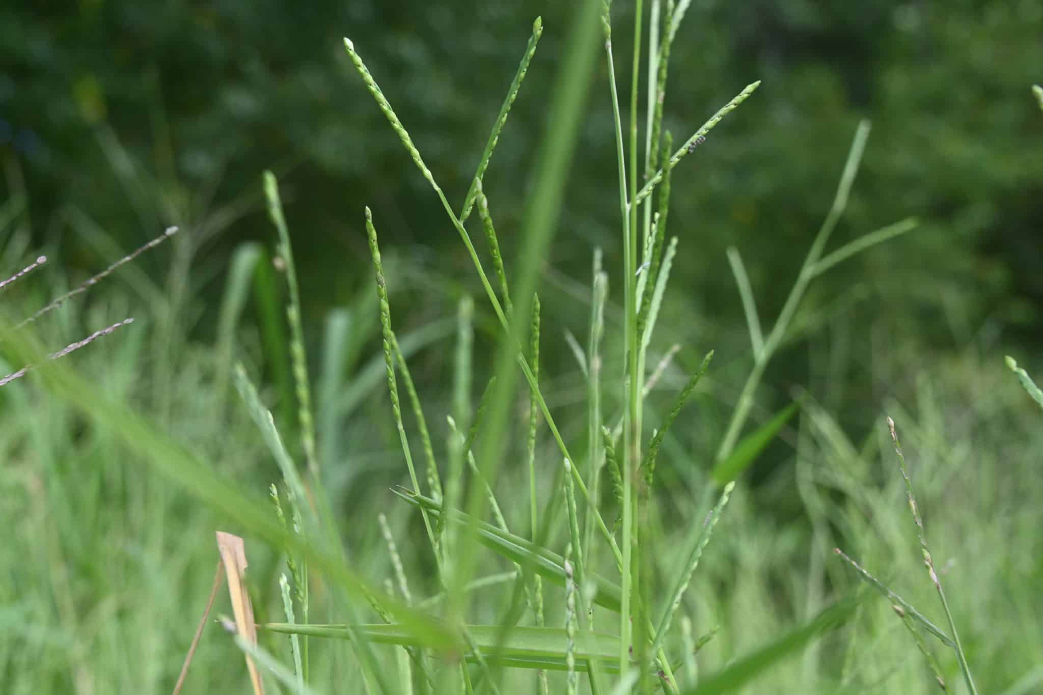 Broadleaf Signalgrass - Getting Rid Of Weeds