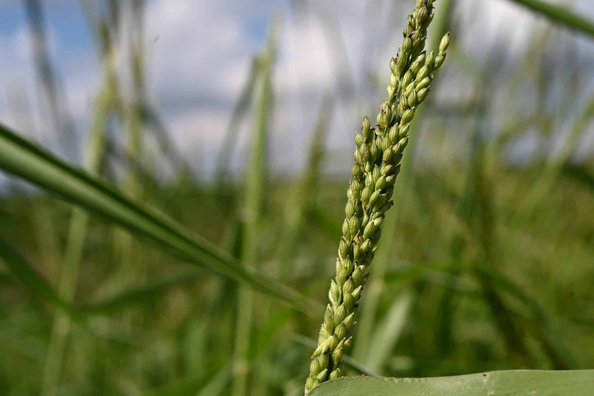 Broadleaf Signalgrass - Getting Rid Of Weeds