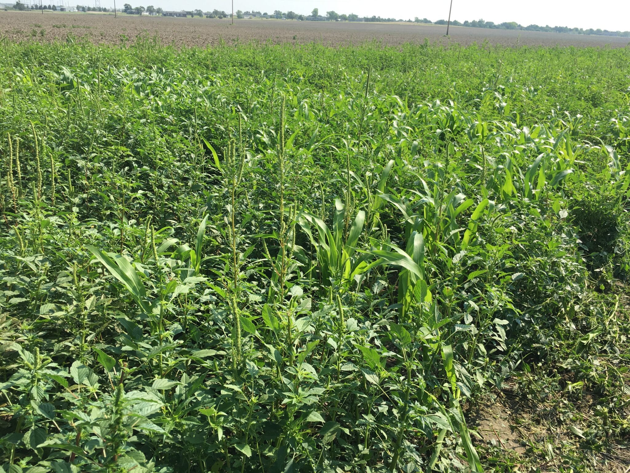 How to Juggle Cover Crops, Residual Herbicides, and Moisture to ...