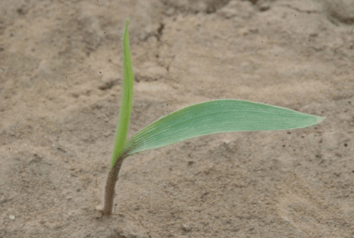 Broadleaf Signalgrass - Getting Rid Of Weeds