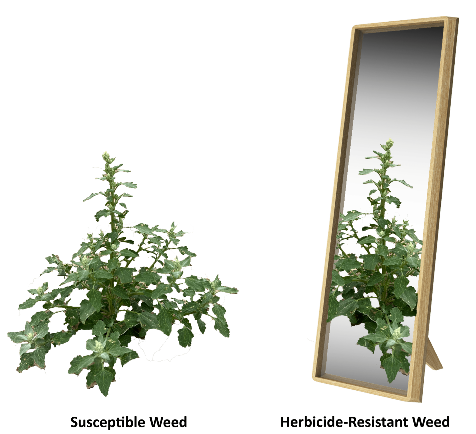 Dock (Broadleaf and Curly) - Getting Rid Of Weeds