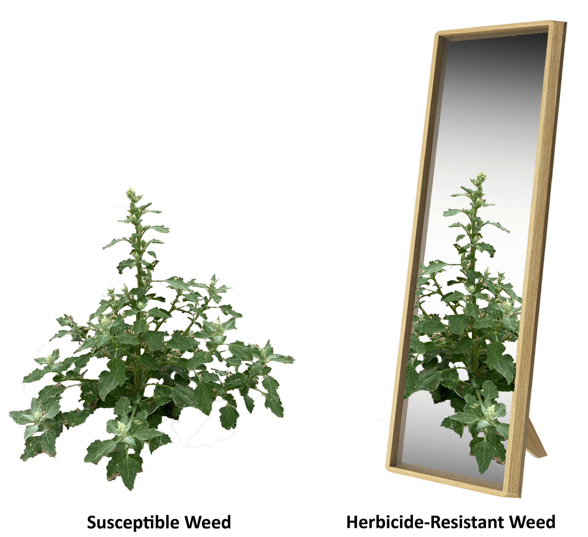 Herbicide Classification Chart - Getting Rid Of Weeds