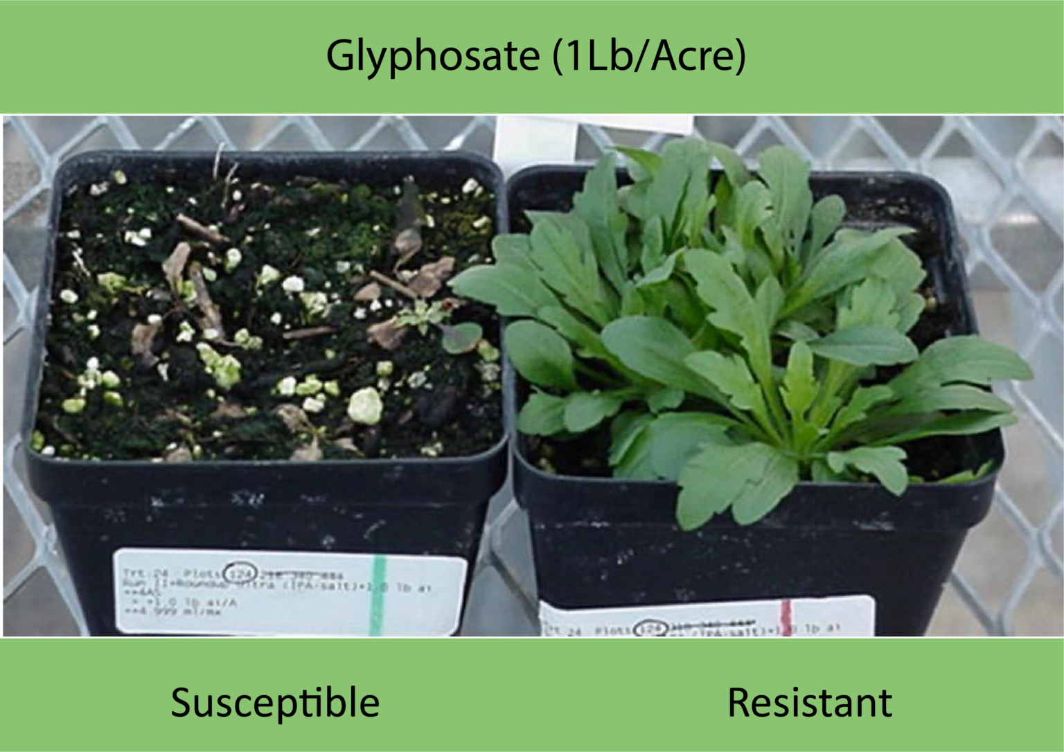 Herbicide Classification Chart - Getting Rid Of Weeds
