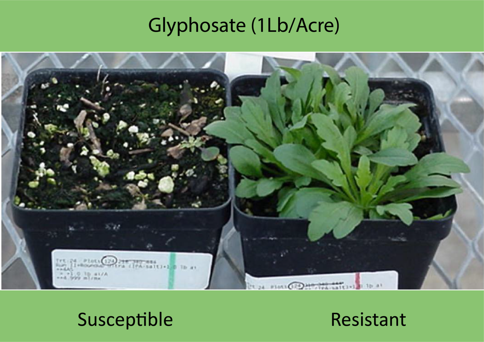 Take Action’s 2025 Herbicide Classification Chart Now Available ...