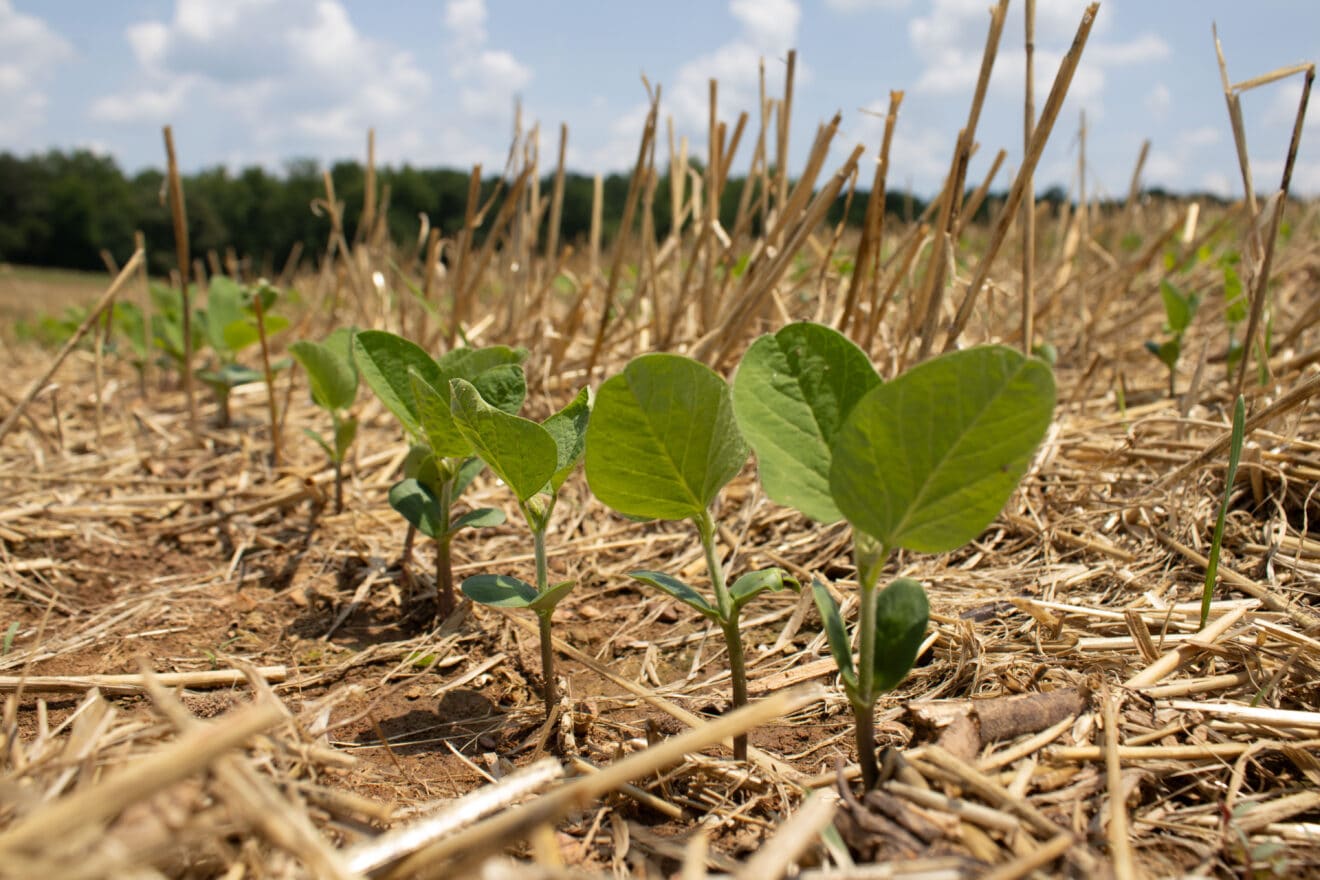 Weed Management in Double Crop Soybeans - Getting Rid Of Weeds