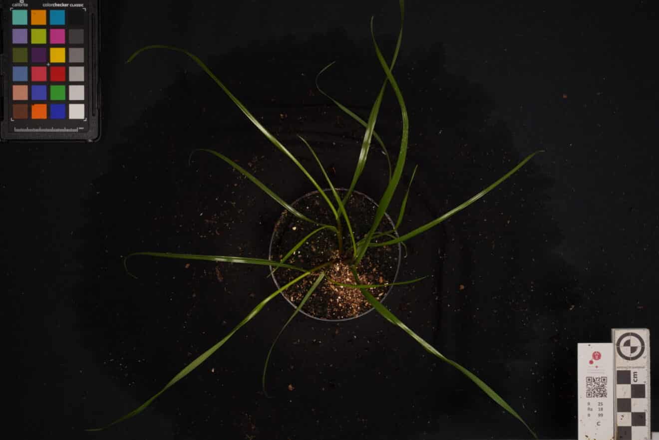 Weed Look-Alikes Could Pose Threat to Camera-Based Weed Detection ...
