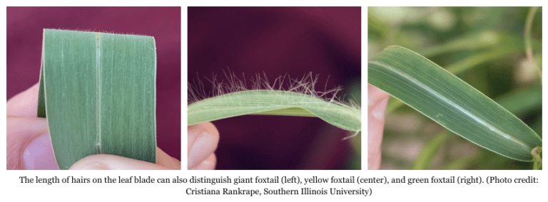Foxtail (Giant) - Getting Rid Of Weeds