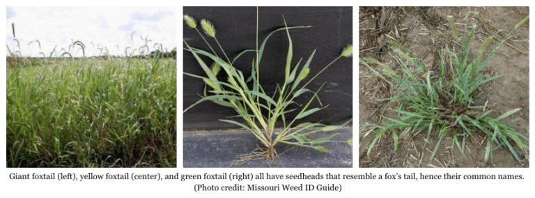 Foxtail (Giant) - Getting Rid Of Weeds