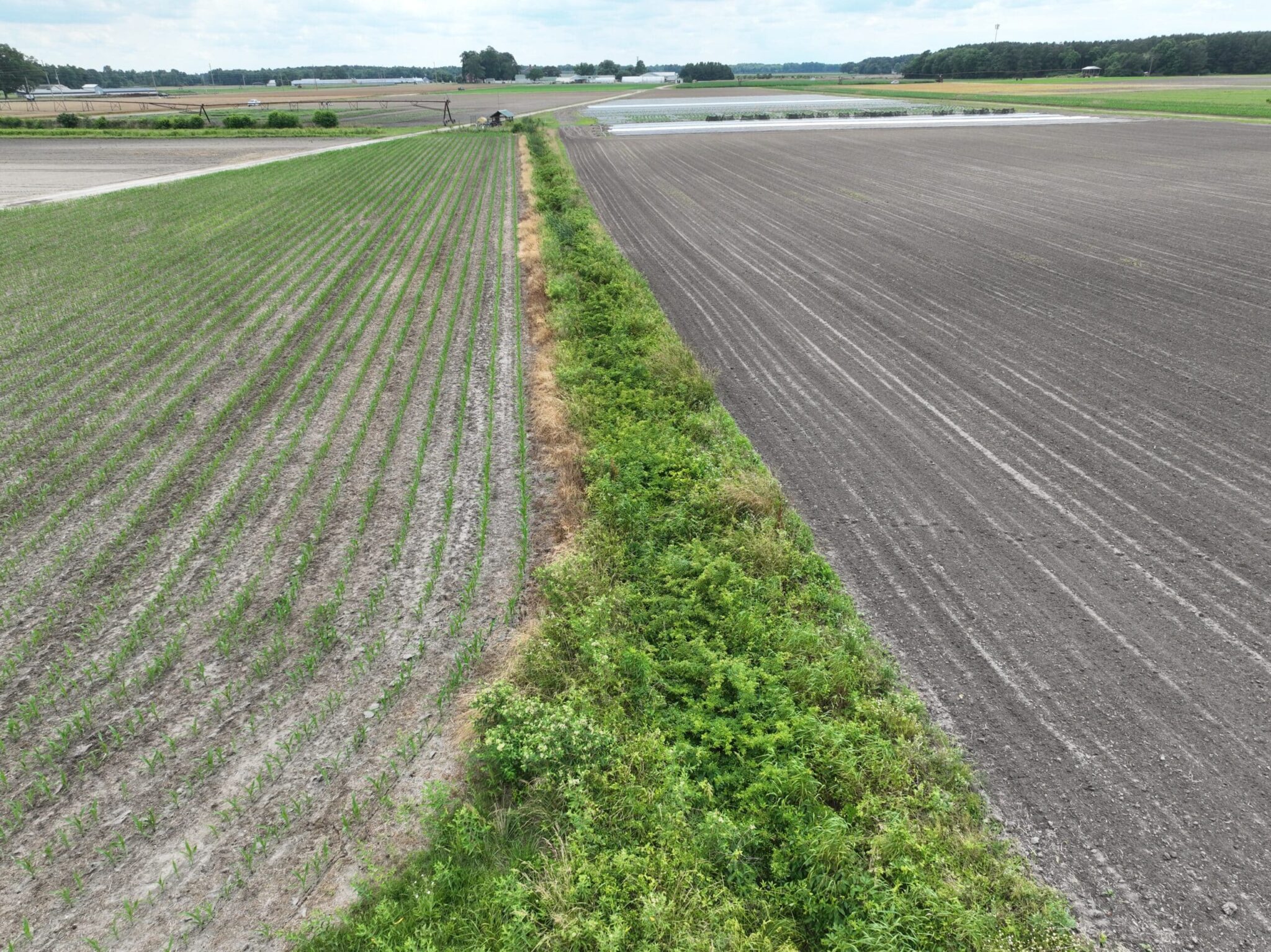 What is Integrated Weed Management? | Integrated Weed Management ...