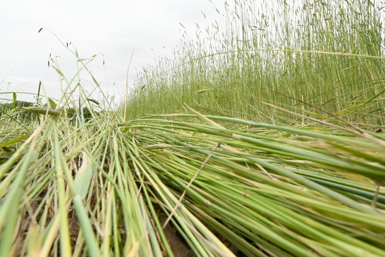 What is Integrated Weed Management? | Integrated Weed Management ...