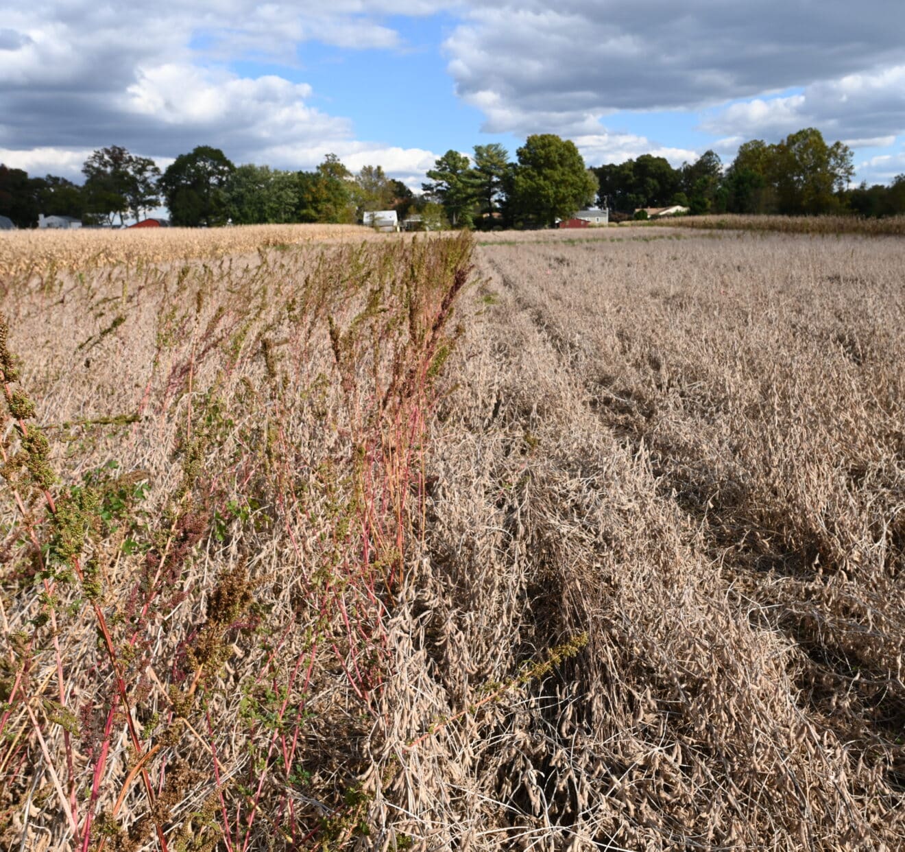 Redroot & Smooth Pigweed - Getting Rid Of Weeds