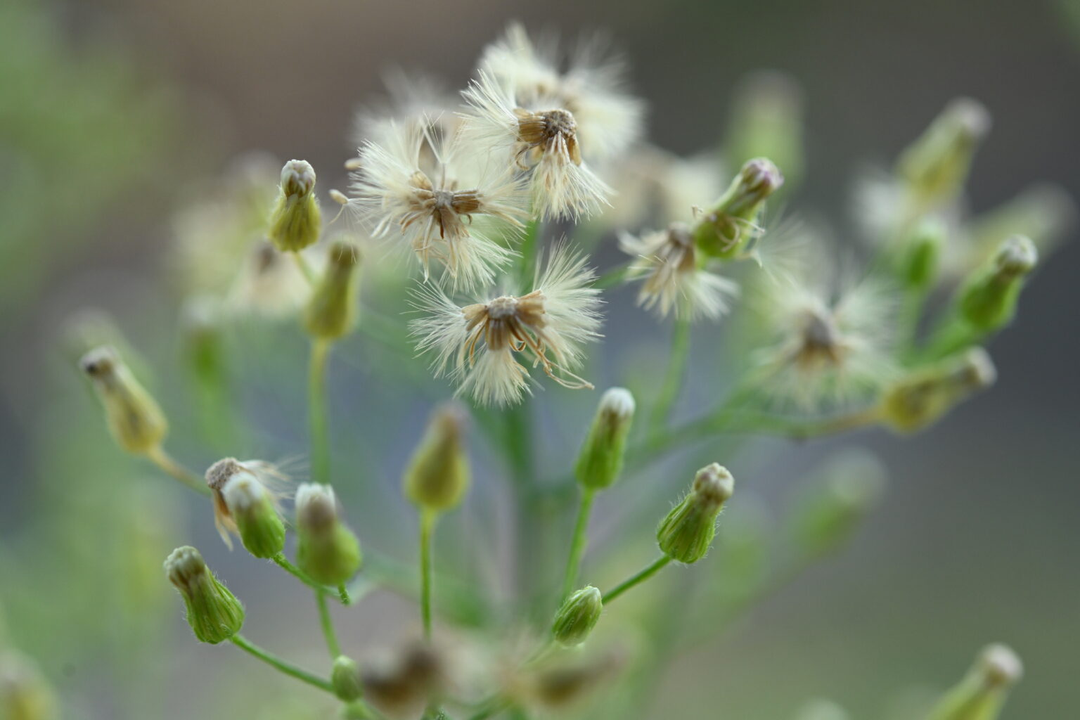 What is Integrated Weed Management? | Integrated Weed Management ...