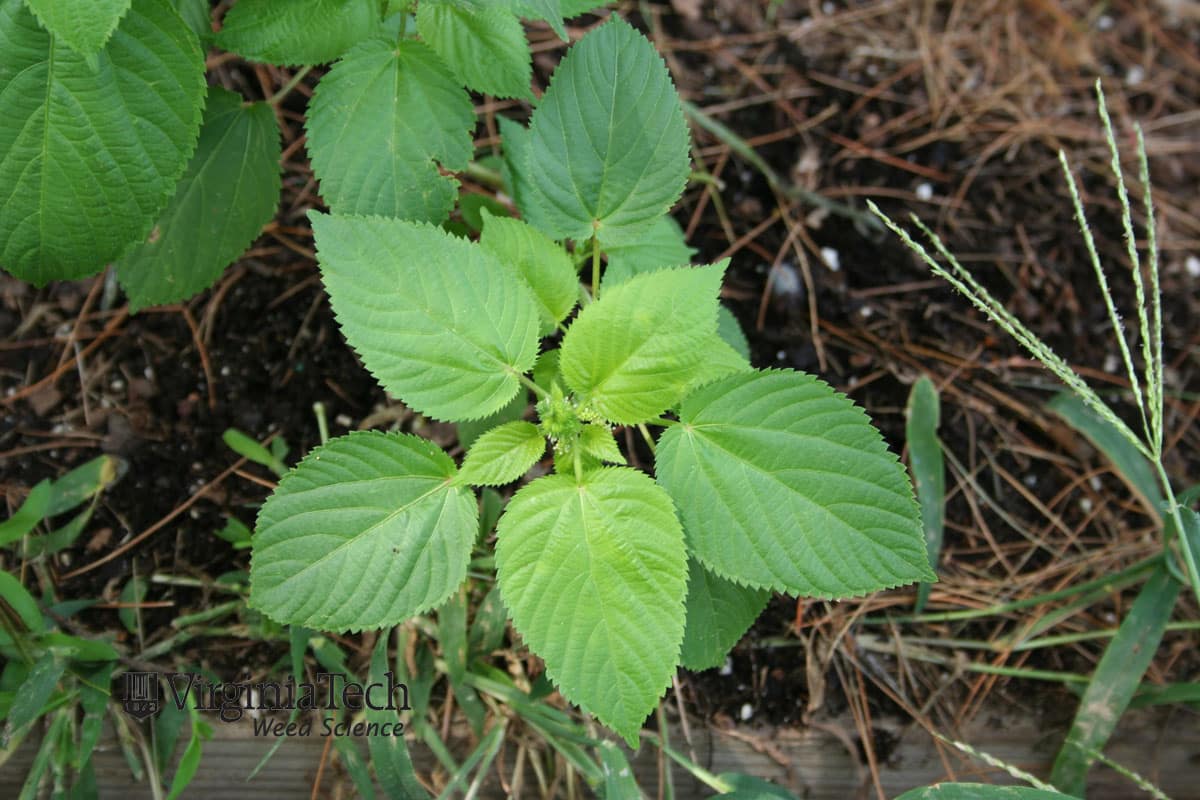Hophornbeam Copperleaf Management in Soybeans - Getting Rid Of Weeds