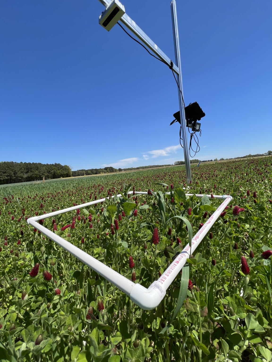 Barnyardgrass - Getting Rid Of Weeds