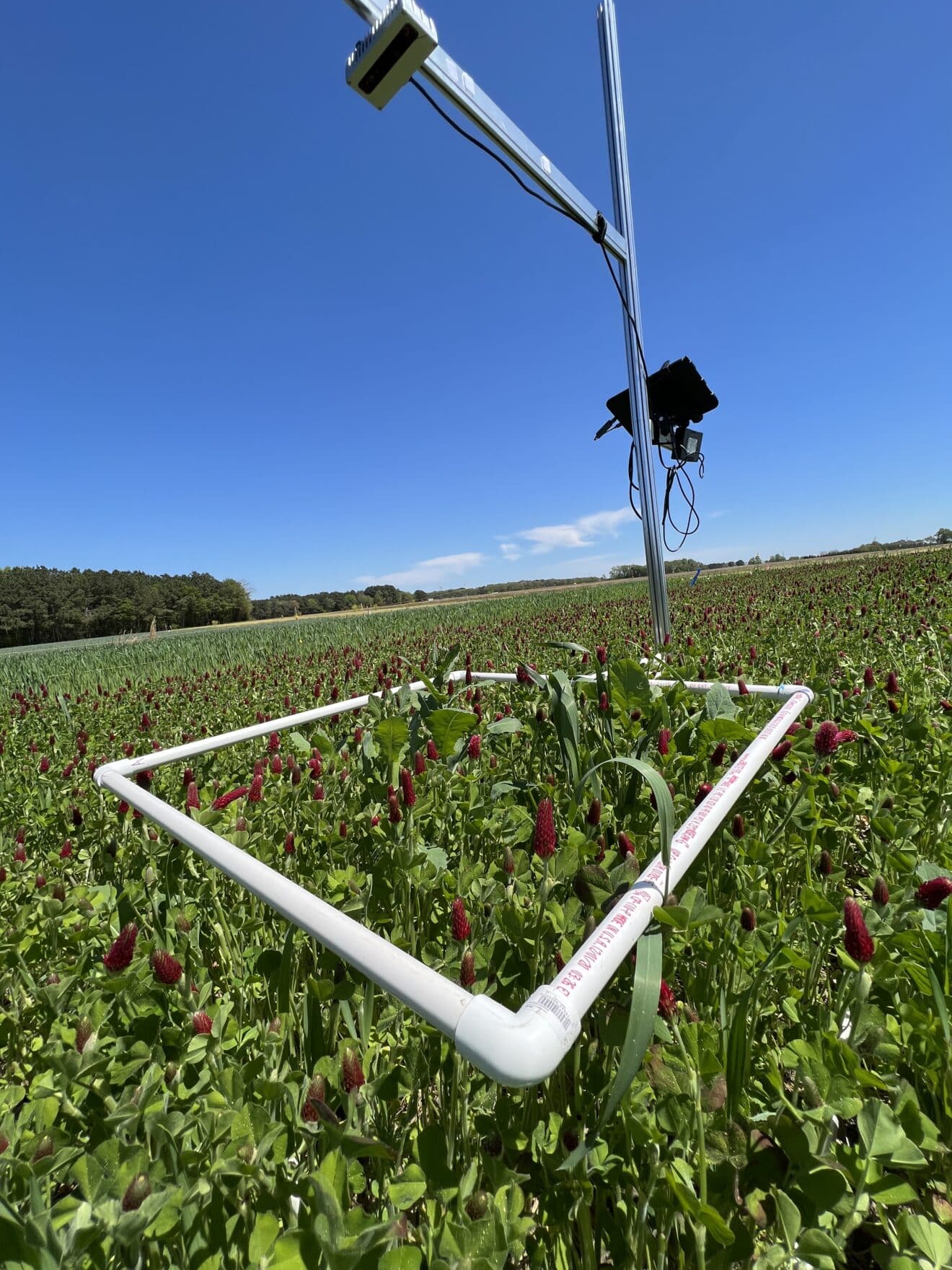 Kochia - Getting Rid Of Weeds