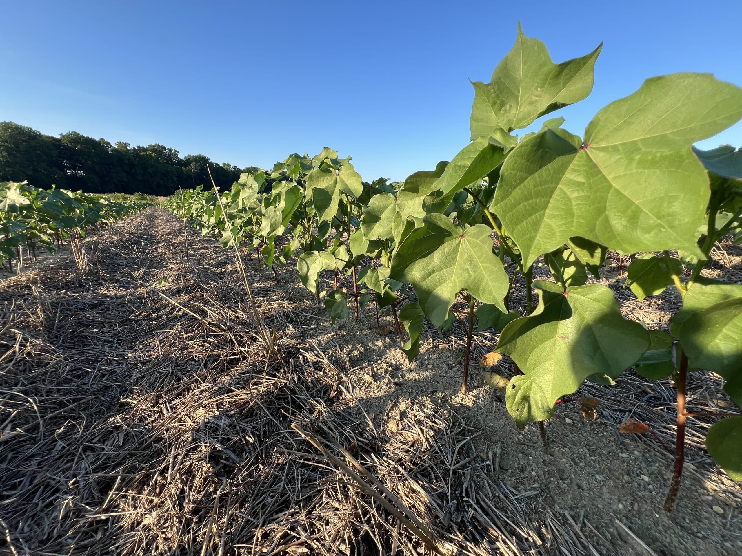 Considering Using Cover Crops in Cotton? These Factsheets Can Help ...