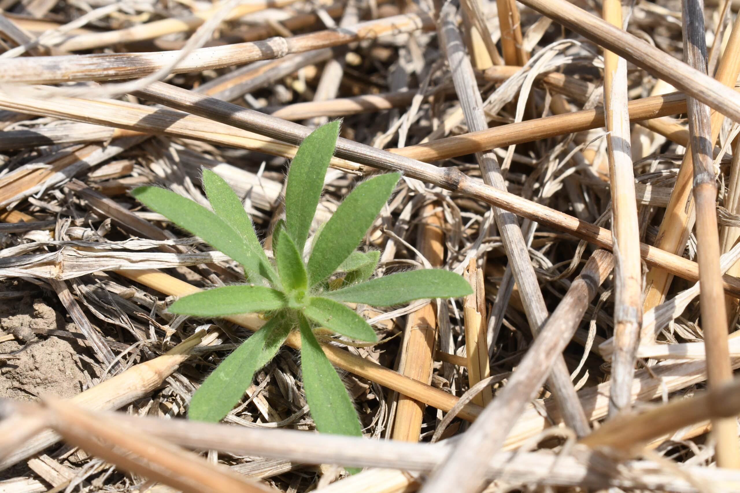 Kochia Management Fact Sheet - Getting Rid Of Weeds