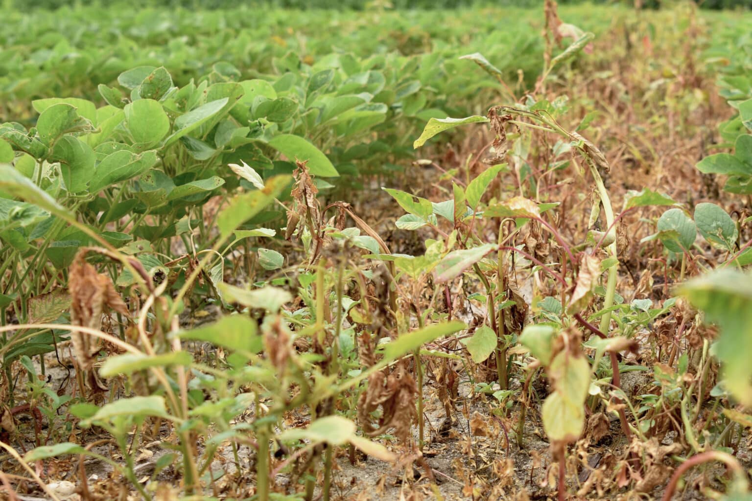 Meet the Crop Protection Network (CPN)! - Getting Rid Of Weeds