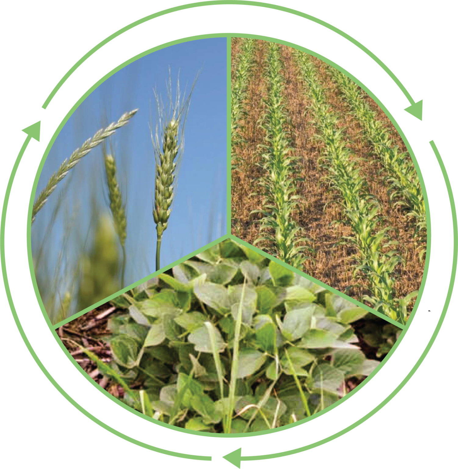 Cover Crops - Getting Rid Of Weeds