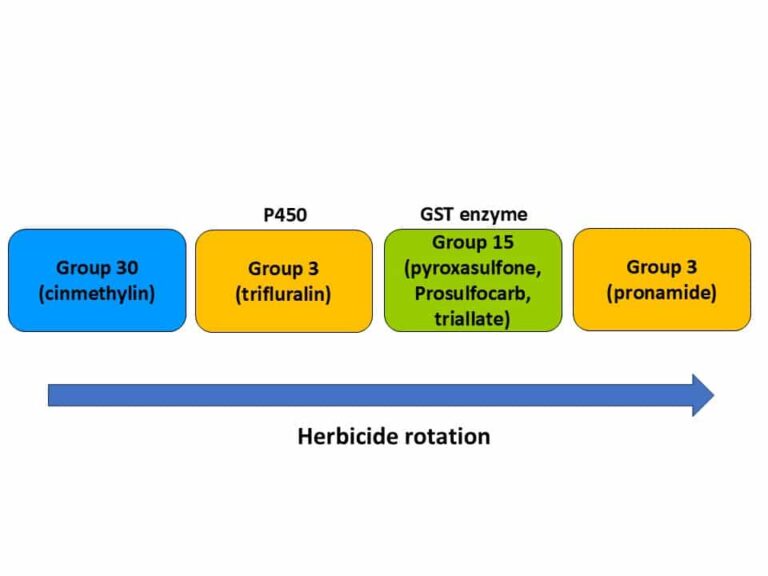 fluroxypyr - Getting Rid Of Weeds