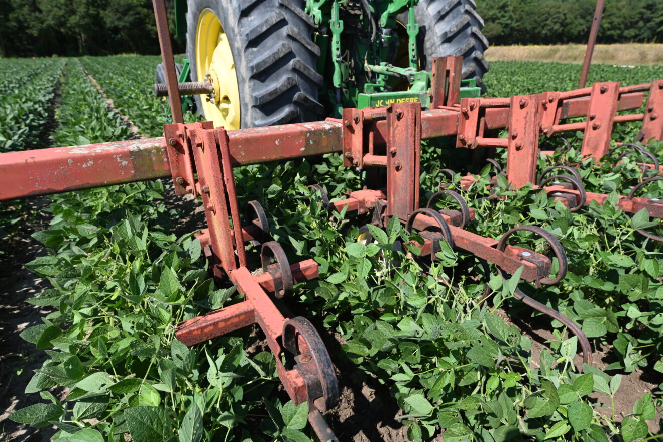 Kochia Management Fact Sheet - Getting Rid Of Weeds