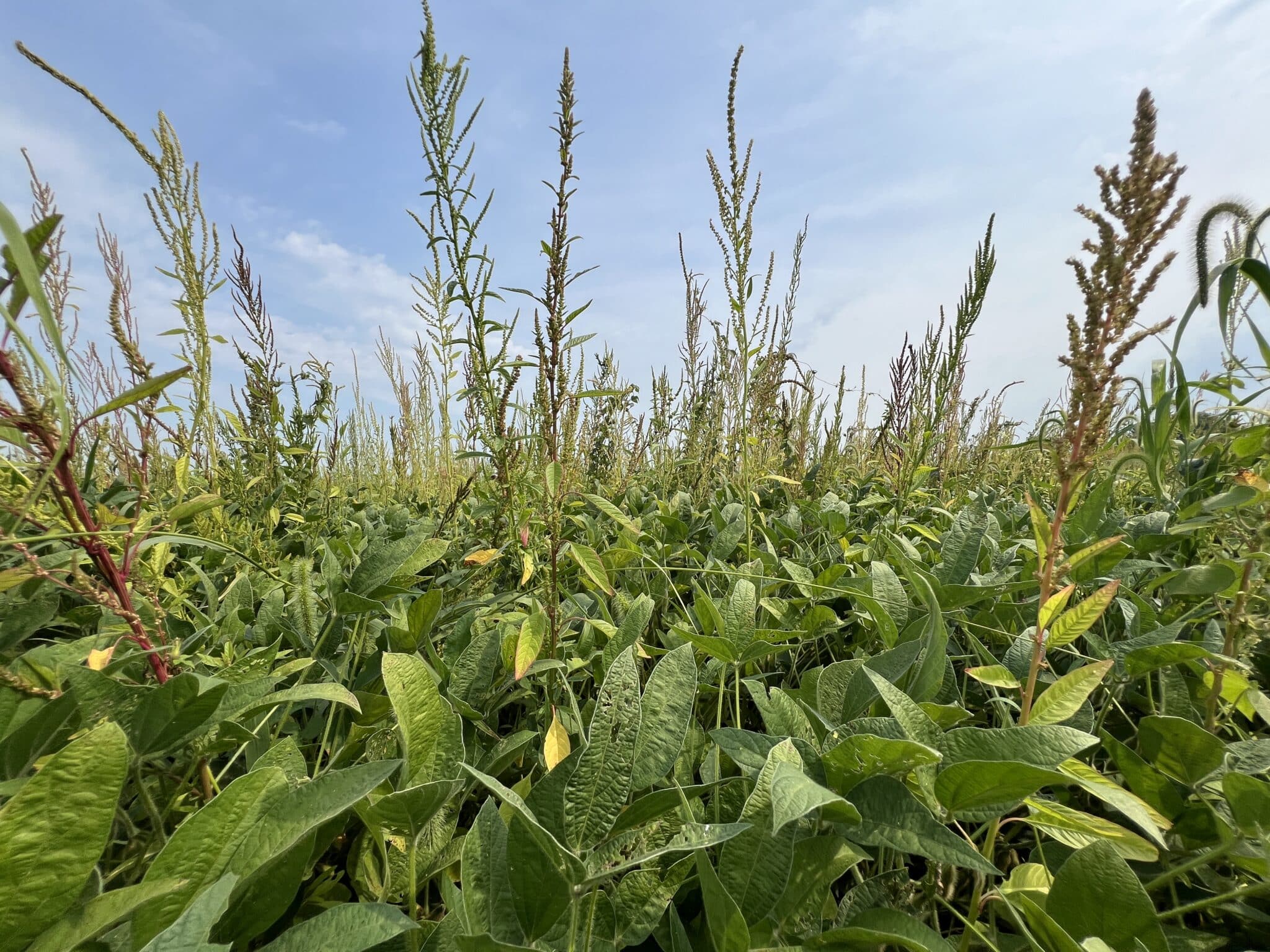 What’s the Difference Between Target-Site & Non-Target-Site Herbicide ...