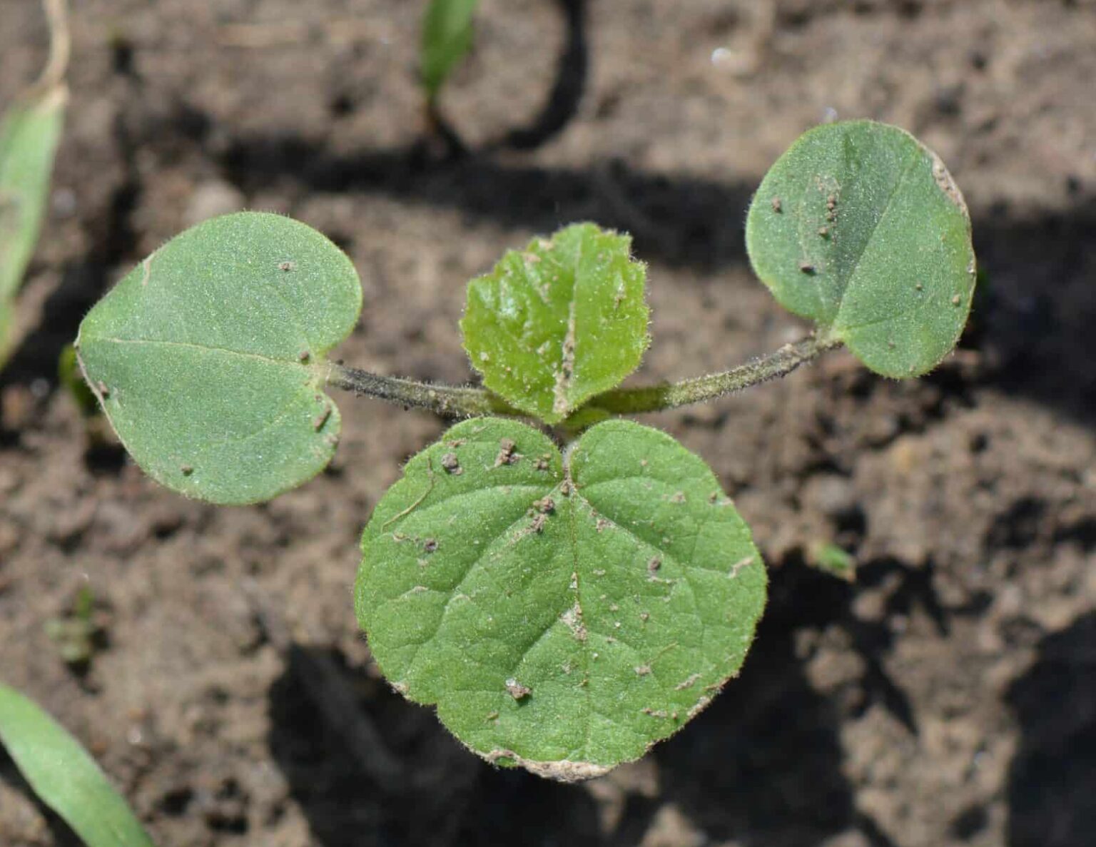 Velvetleaf - Getting Rid Of Weeds