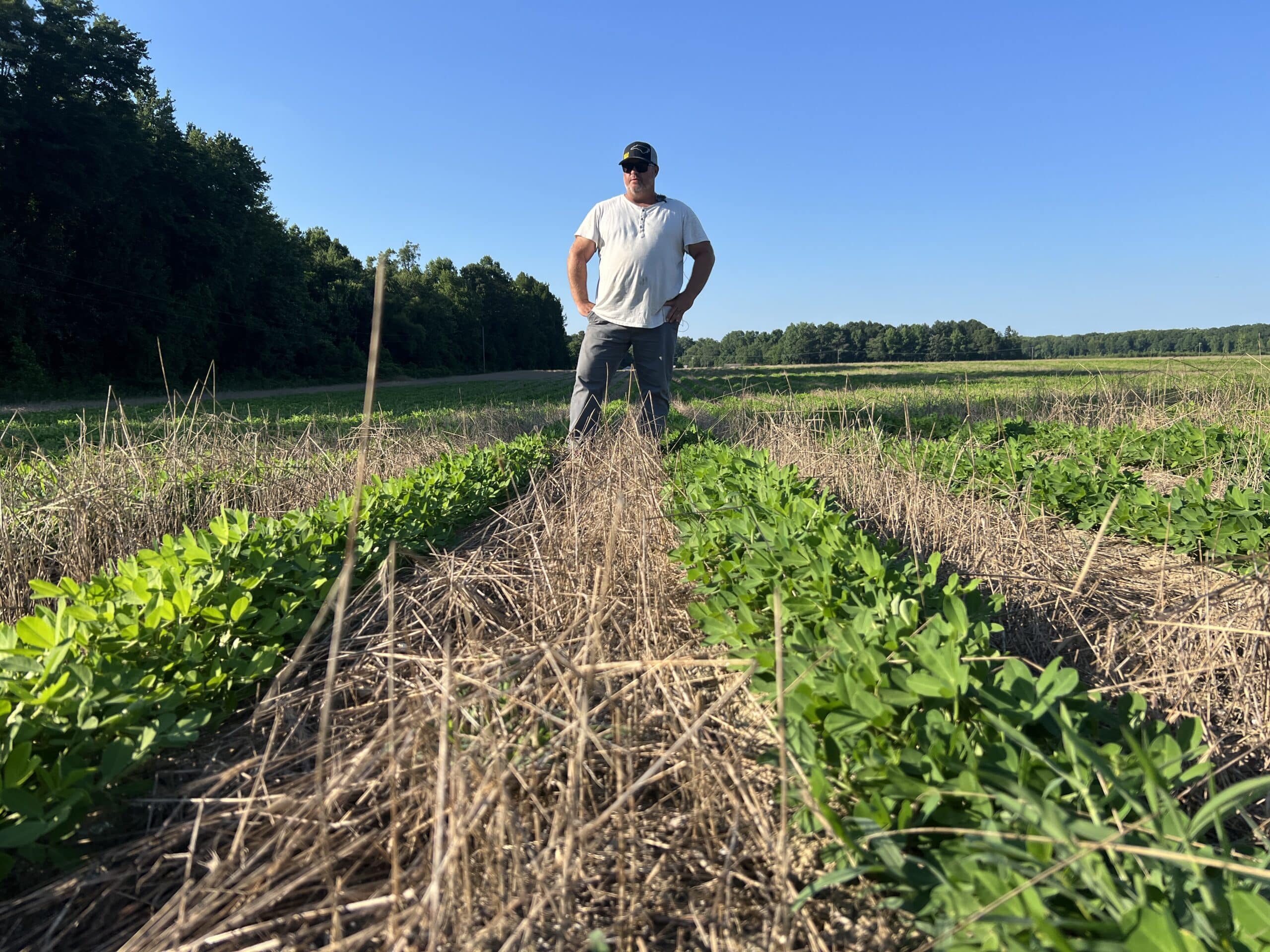 Farming Peanuts with Cover Crops in Virginia - Getting Rid Of Weeds
