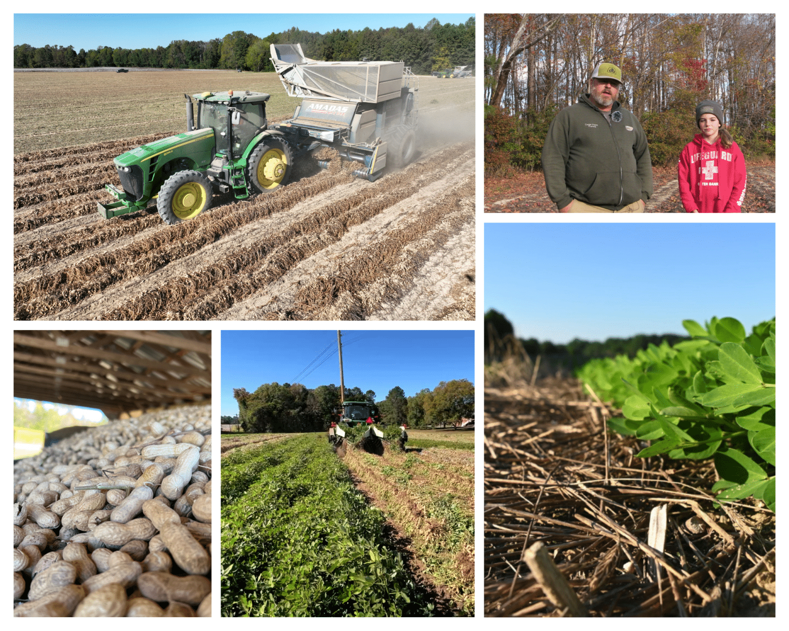 Farming Peanuts with Cover Crops in Virginia - Getting Rid Of Weeds
