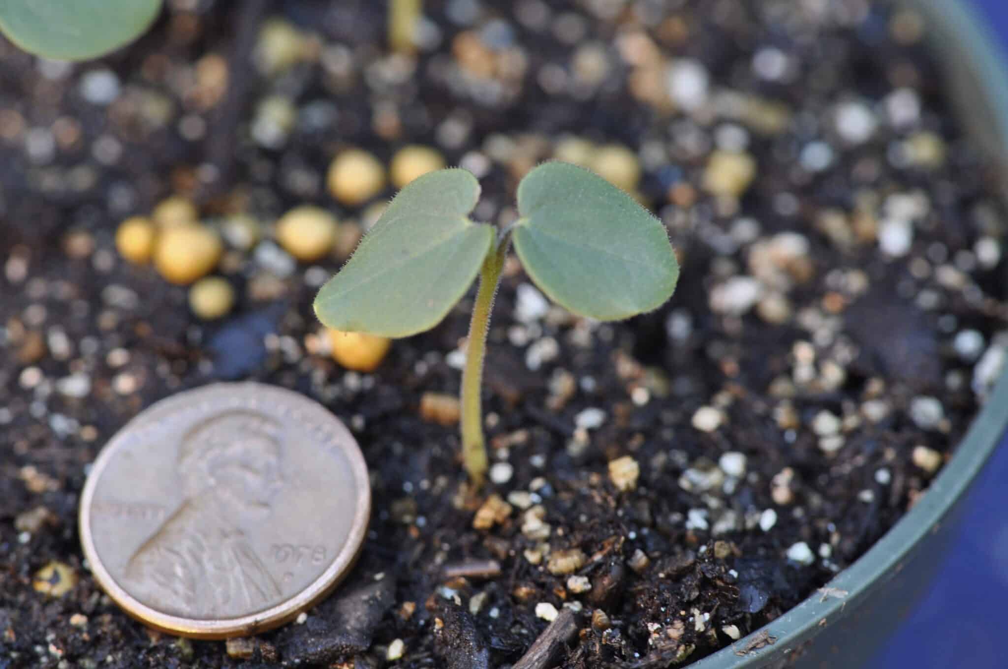 Velvetleaf - Getting Rid Of Weeds