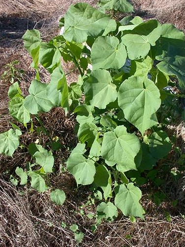 Velvetleaf - Getting Rid Of Weeds