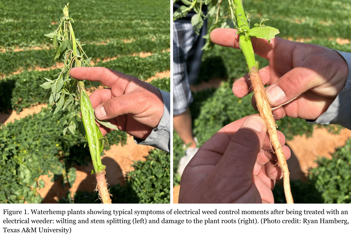 Weed Electrocution - Getting Rid Of Weeds