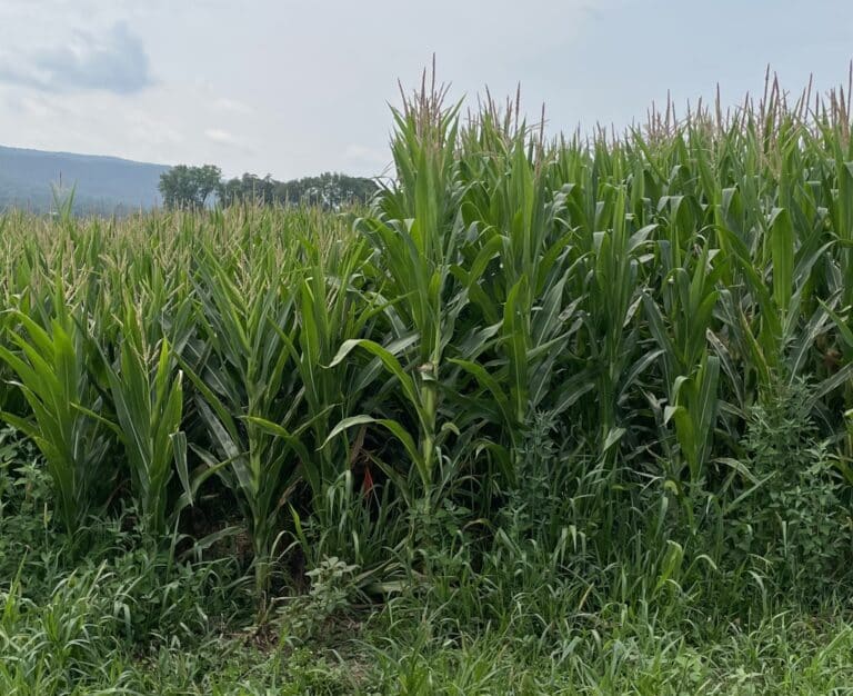 Short Corn, Big Questions: Research on Short Corn’s Weed Management ...