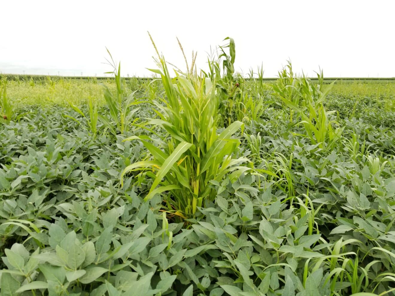 Dock (Broadleaf and Curly) - Getting Rid Of Weeds