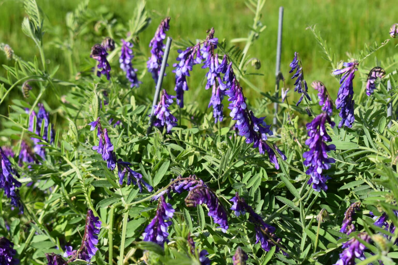 Research Unveils the Secret Life of Hairy Vetch - And How to Change It ...