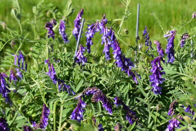 Research Unveils the Secret Life of Hairy Vetch - And How to Change It ...