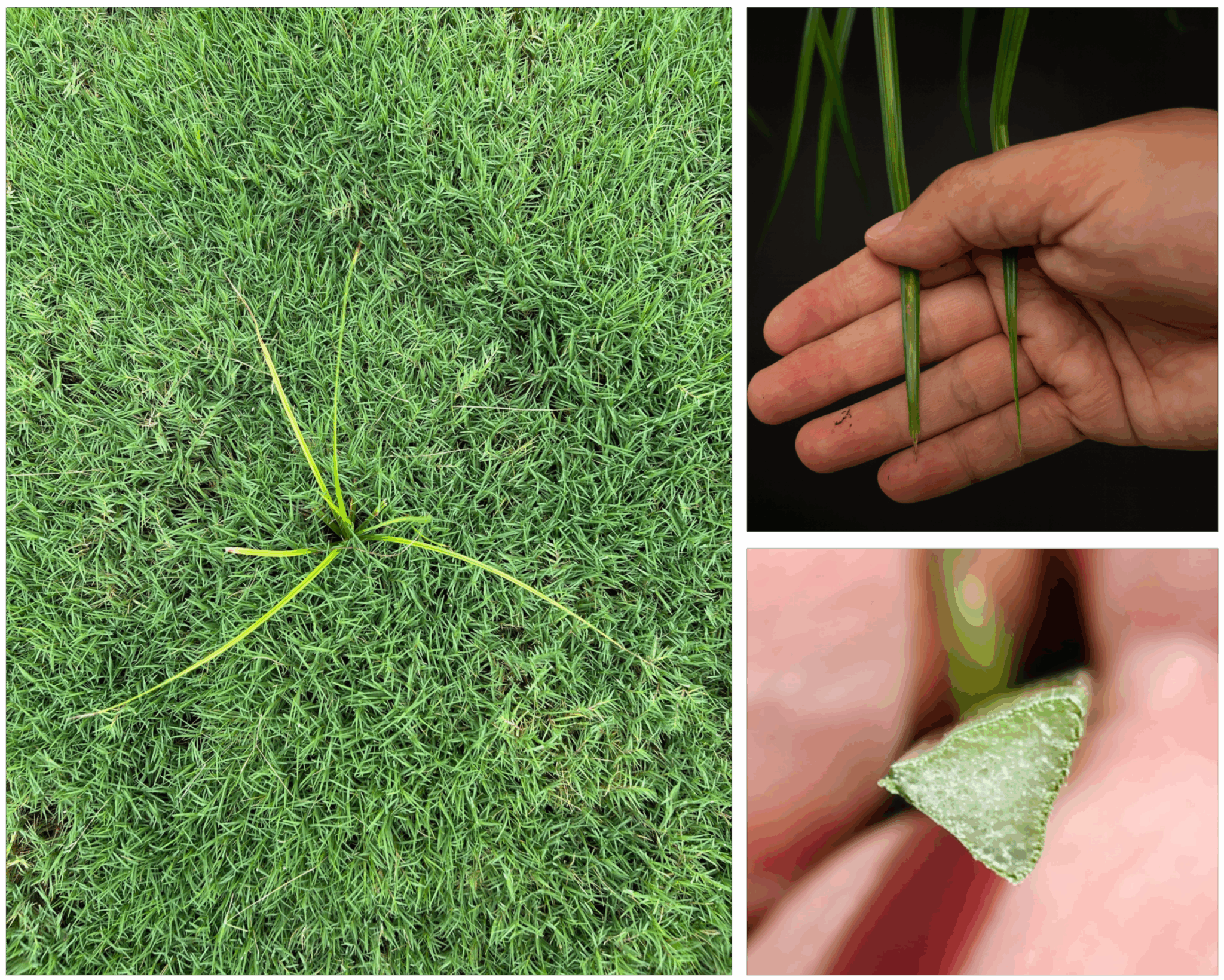 Yellow Nutsedge - Getting Rid Of Weeds