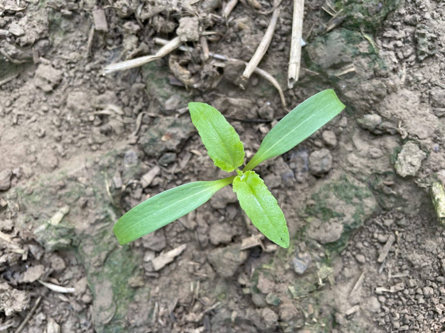 Cocklebur - Getting Rid Of Weeds