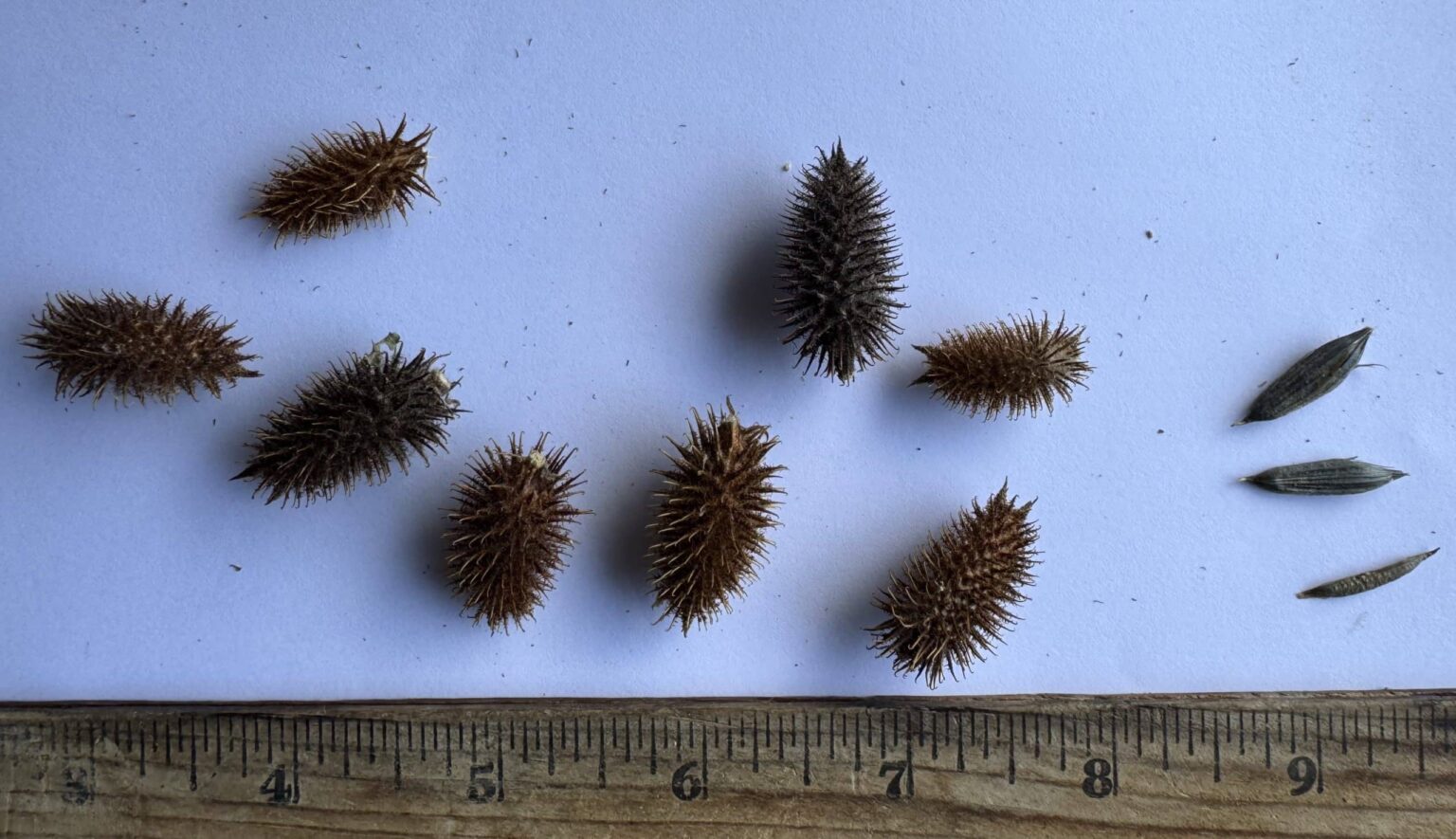 Cocklebur - Getting Rid Of Weeds