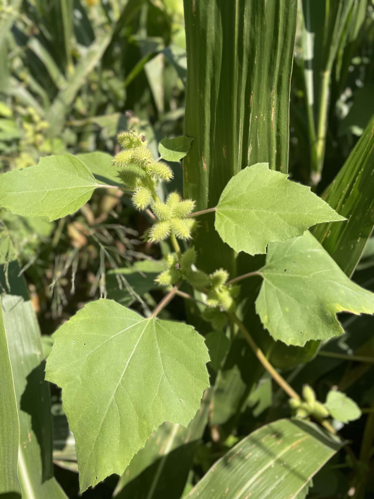 Cocklebur - Getting Rid Of Weeds