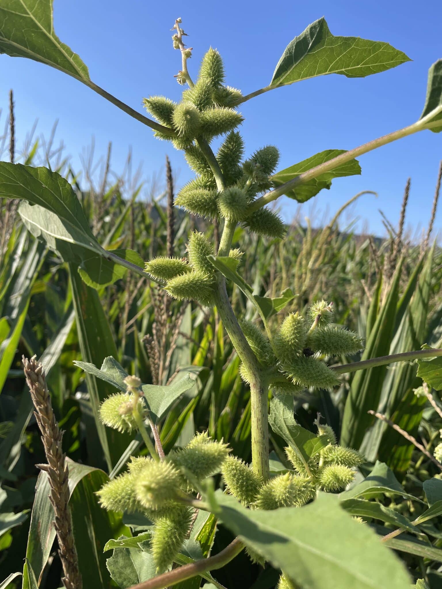 Waterhemp - Getting Rid Of Weeds