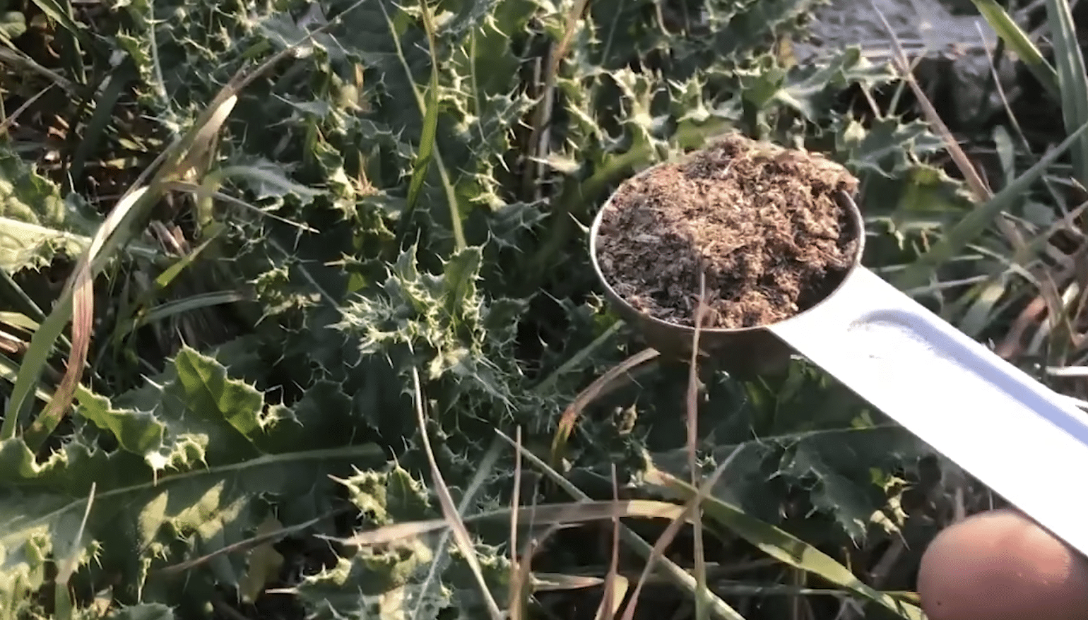 Could A Fungus Help Farmers Fight Canada Thistle? - Getting Rid Of Weeds
