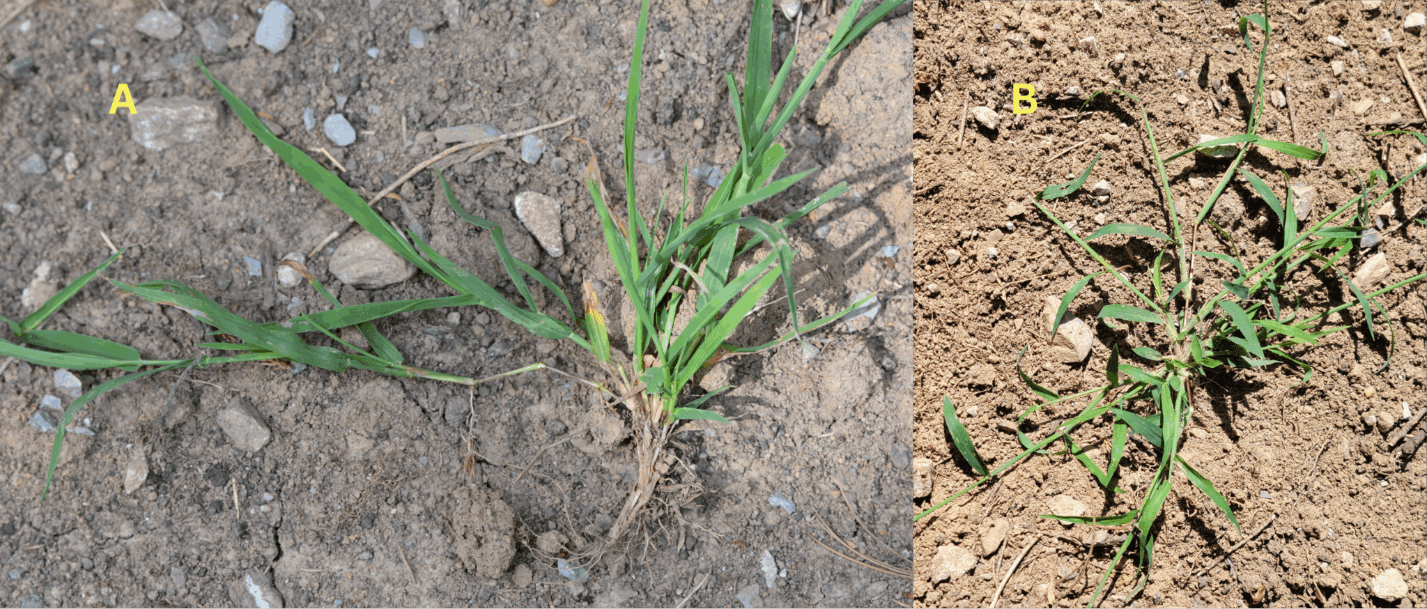 Crabgrass (Large) - Getting Rid Of Weeds
