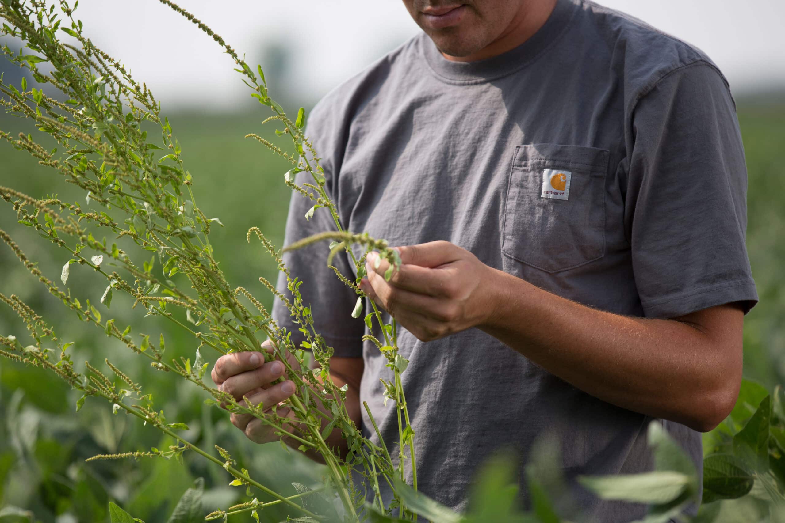 Listen In: HERMON Project Aims to Rapidly ID and Map Herbicide ...