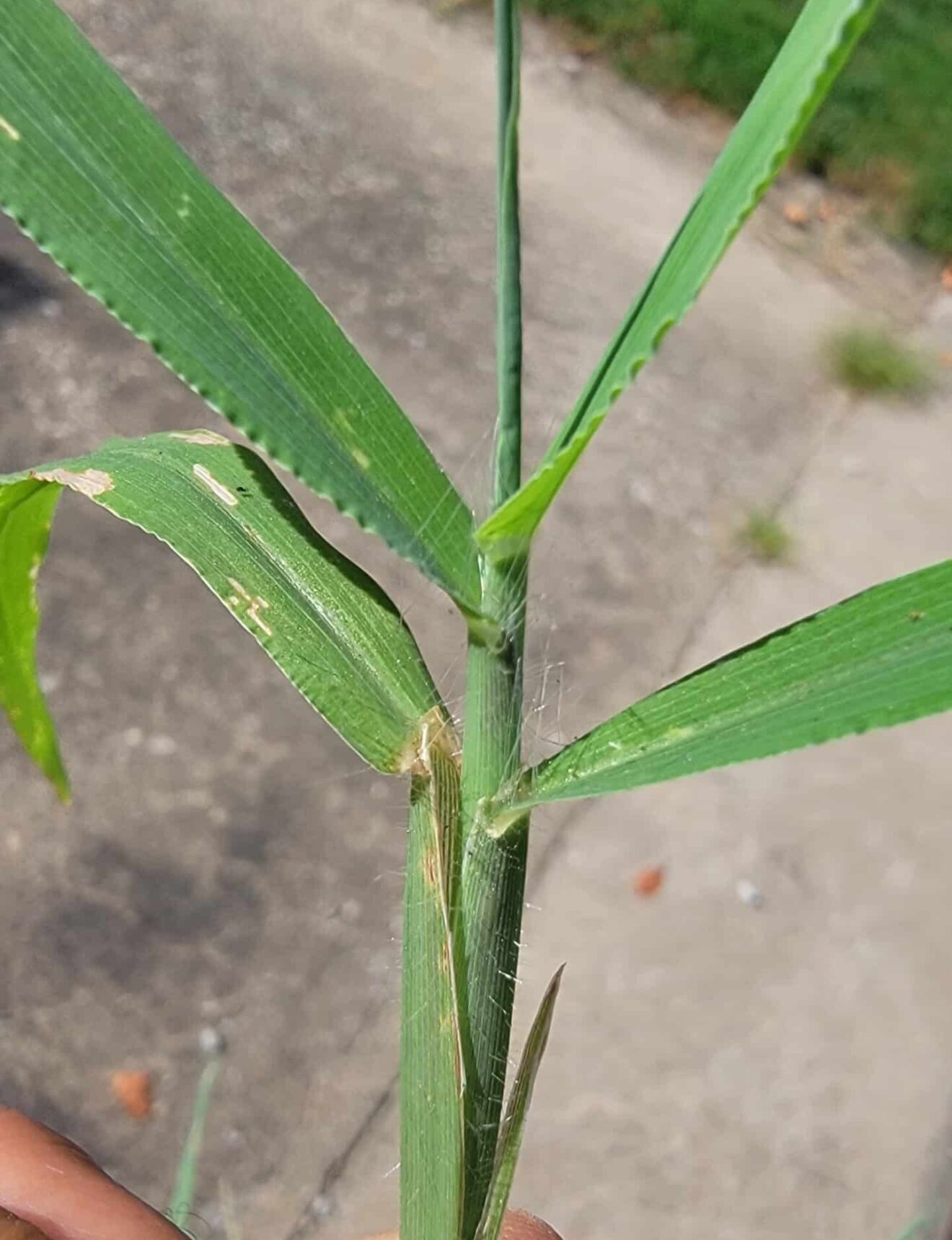 Purple Nutsedge - Getting Rid Of Weeds