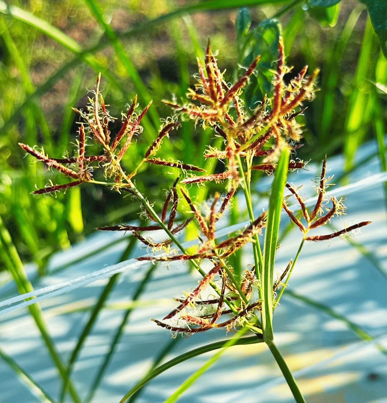 Purple Nutsedge - Getting Rid Of Weeds