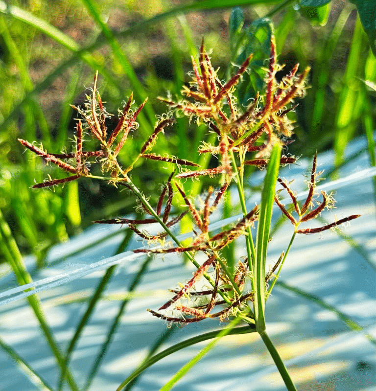 Barnyardgrass - Getting Rid Of Weeds